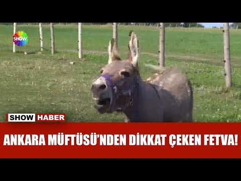 Evcil eşeğin sütü içilir mi?