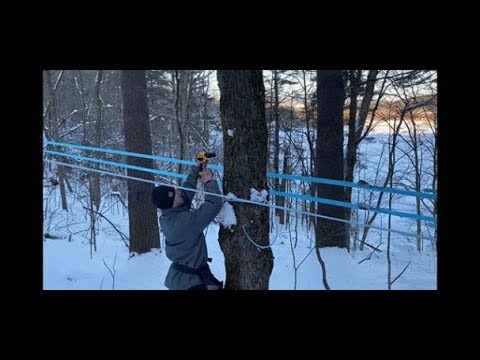 Tapping Maple Trees - YouTube