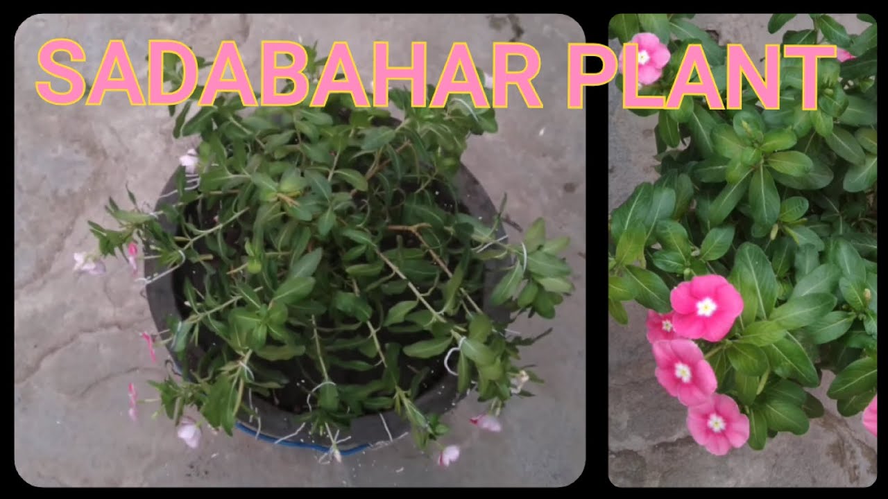 SADABAHAR PLANT GROWING & PRUNING . - YouTube