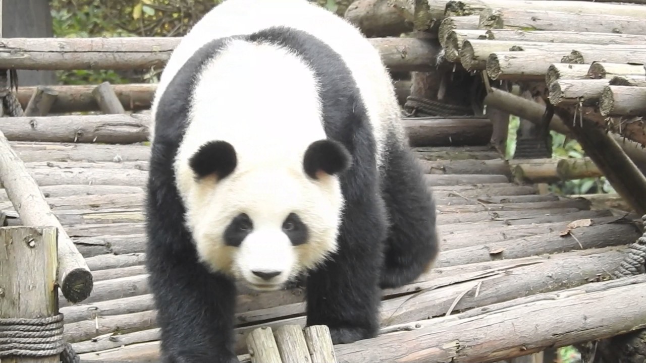 This Panda has an Itchy Arse - YouTube