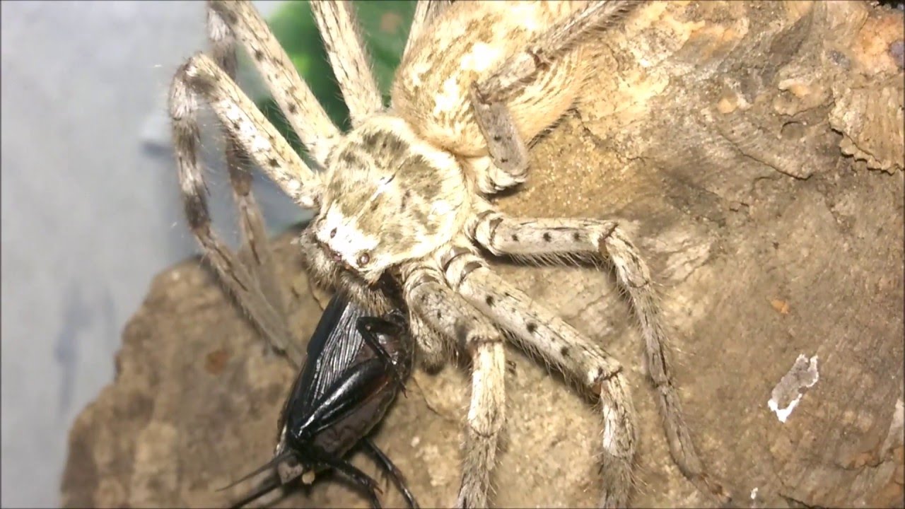 Most beautiful huntsman spider handling and feeding! - YouTube