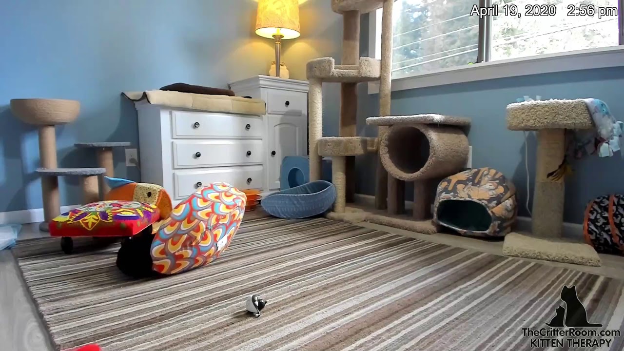 Acrobatic Kittens - Capsizing a Catnoe - YouTube