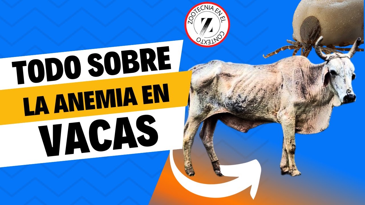 🏅ANEMIA en las VACAS, TOROS O LEVANTE😲 - YouTube