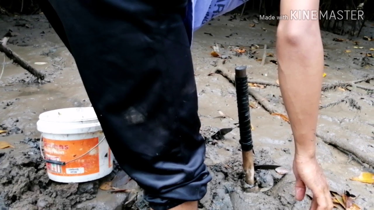 MENCARI UMPUN UMPUN #umpancacing #umpun2 #cacingbakau - YouTube