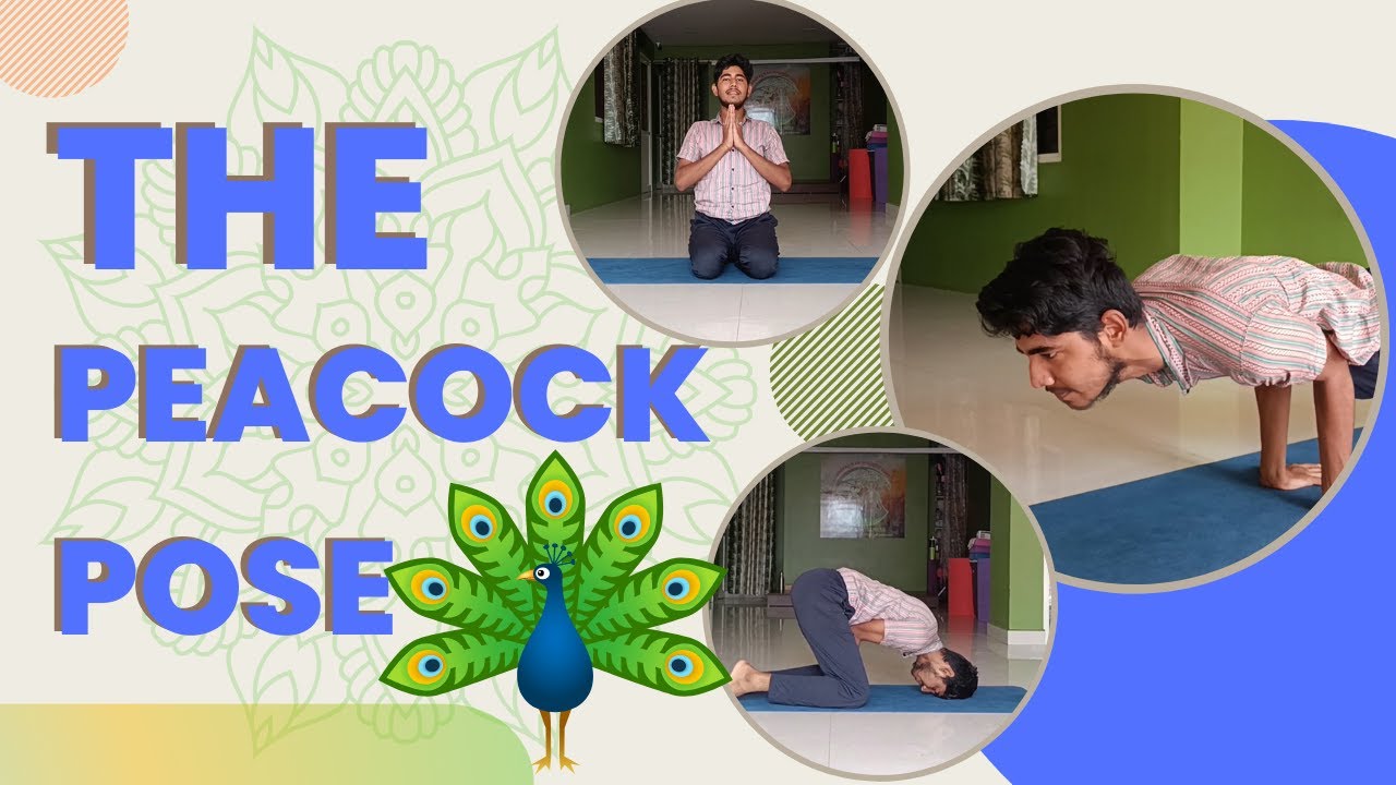 How To Do The Peacock Pose (mayurasana) With Aarogyadwara #yoga # ...