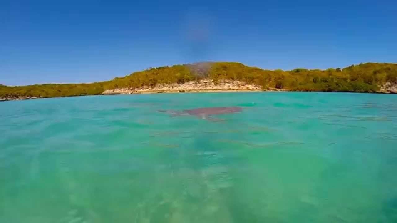 Sea Turtles in Turtle Cove - George Town - Exumas - Bahamas - YouTube