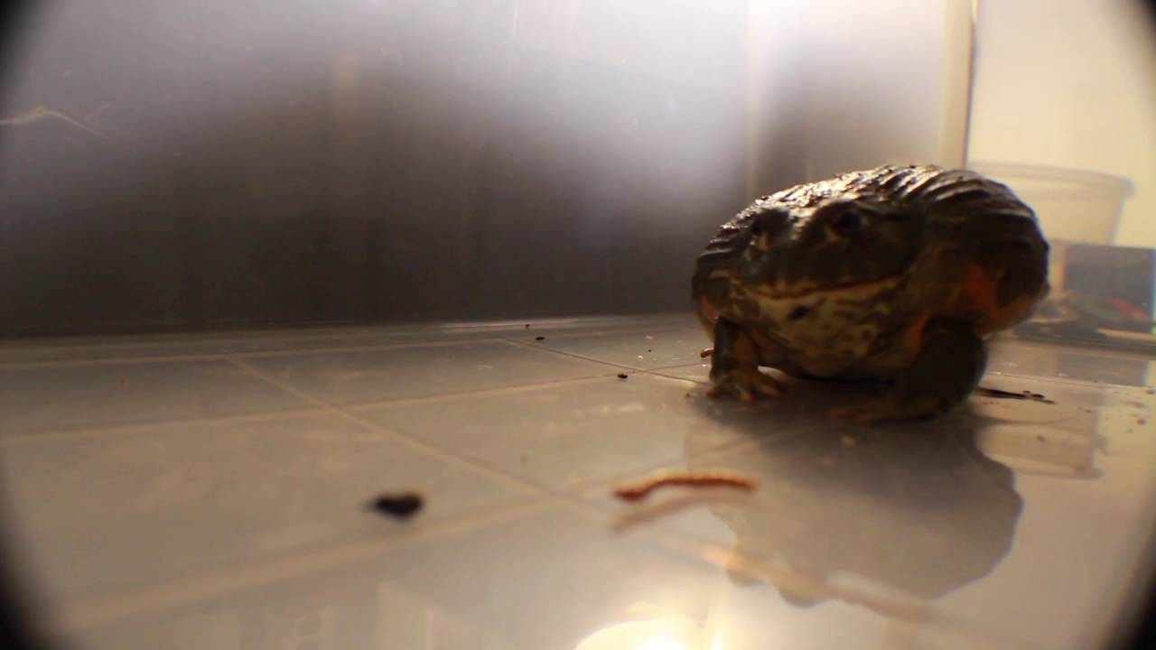 Frankenstein the Pixie Frog Eating - YouTube