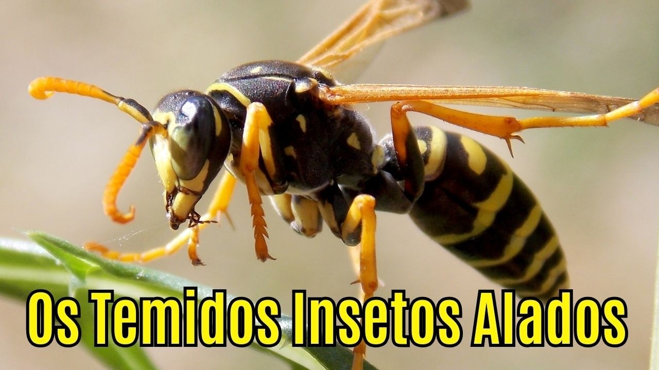 Os Temidos Insetos Alados | Vespas, Abelhas e Marimbondos - YouTube