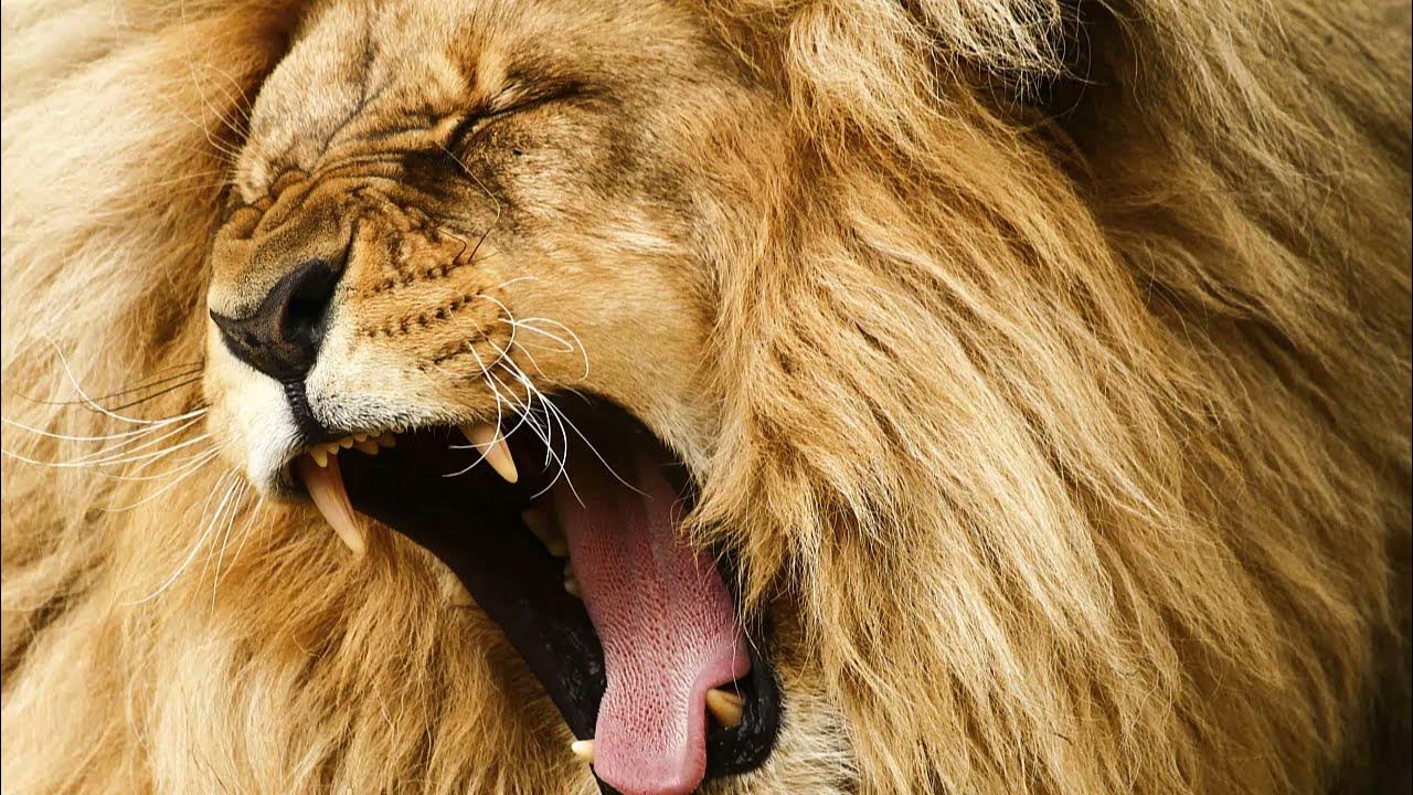 صوت الأسد - زئير الأسد - Lion Roar - YouTube