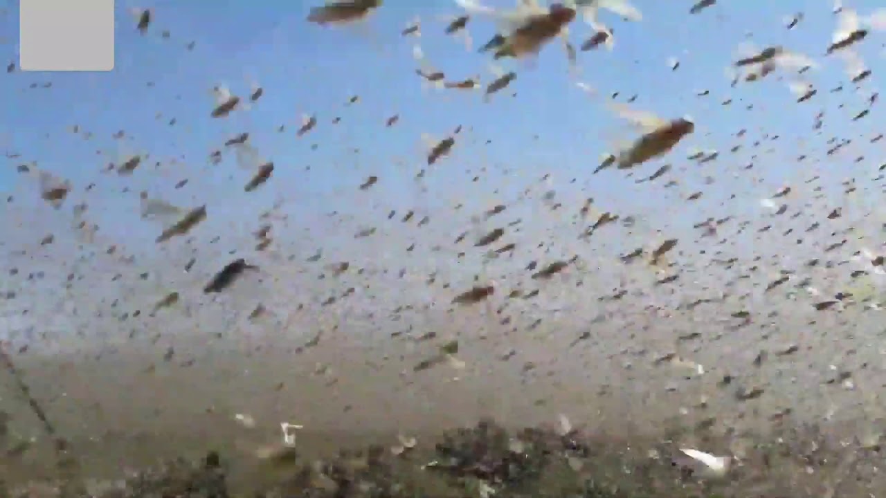 Swarms of Locusts Devastate Crops 2020 - YouTube