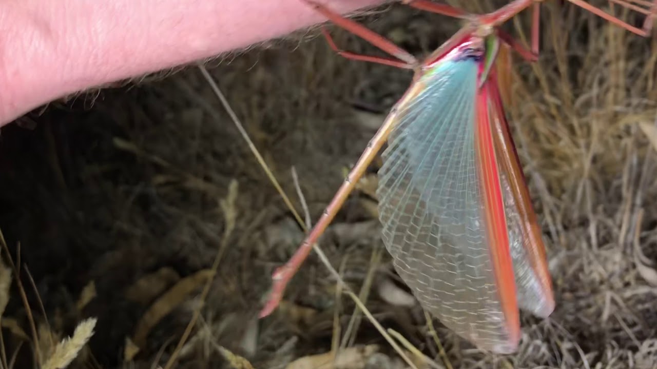 tropidoderus childrenii - YouTube