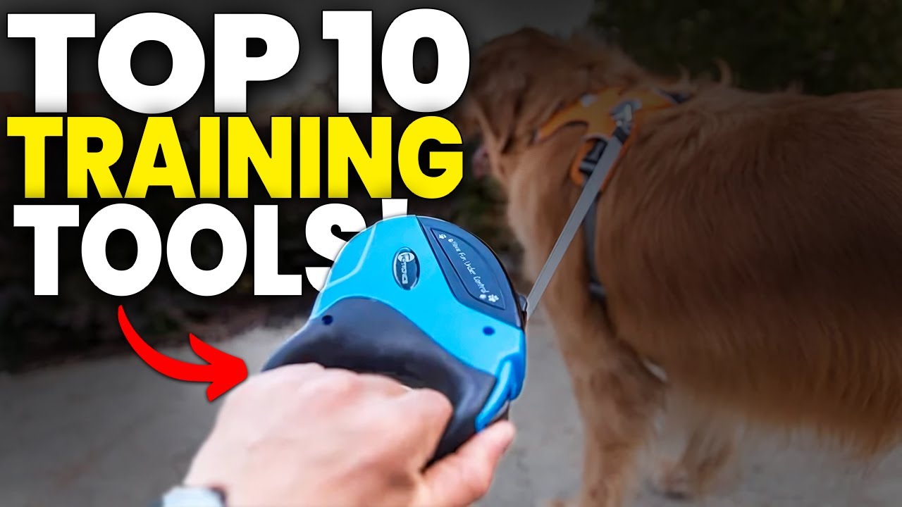 Top 10 Dog Training Tools for a Well-Behaved Pup! - YouTube