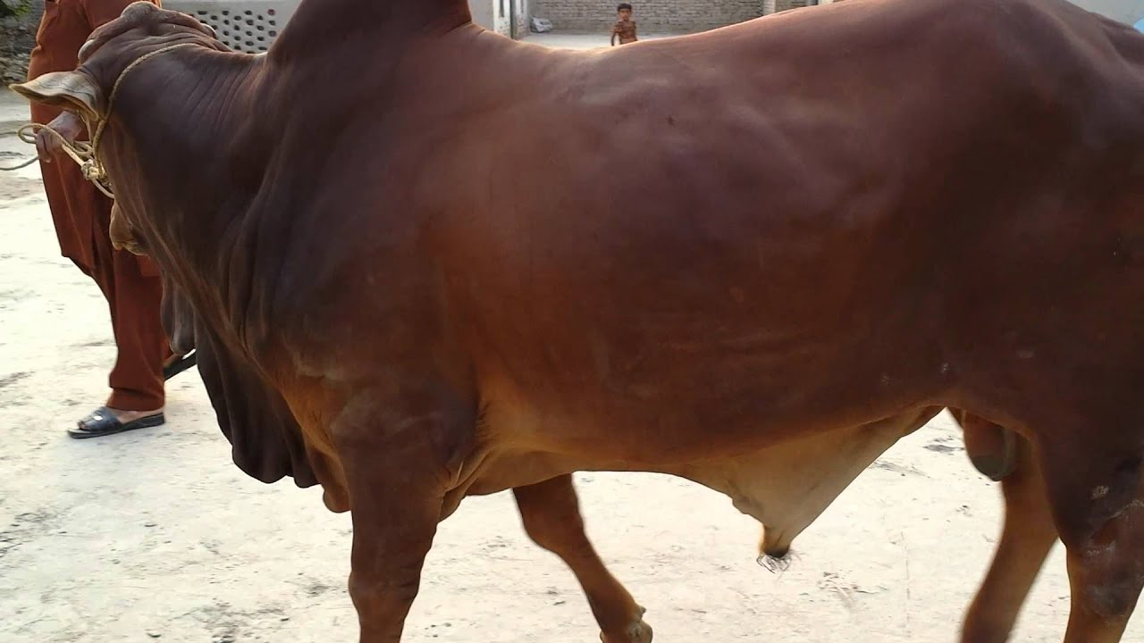My Best Sahiwal Bull 2013 - YouTube