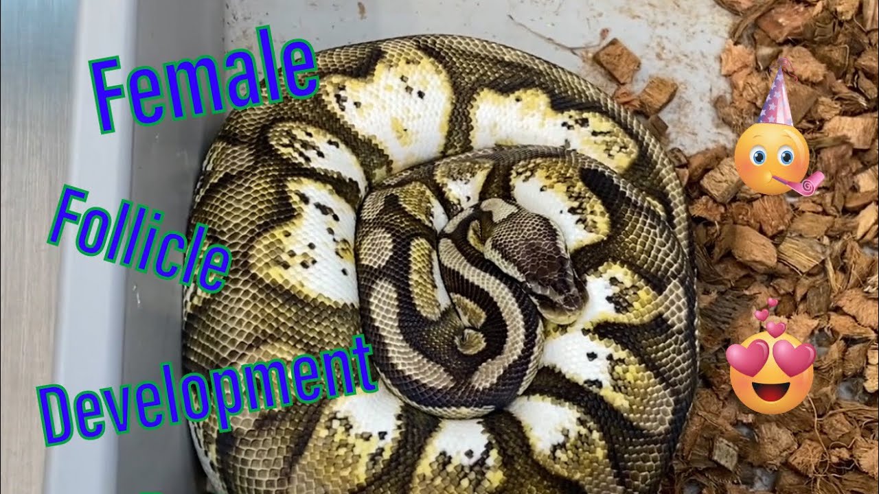Female Follicle Development Pt 1 - YouTube