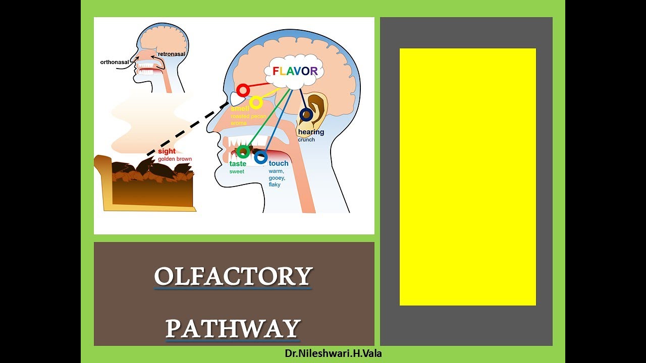 OLFACTORY PATHWAY - YouTube