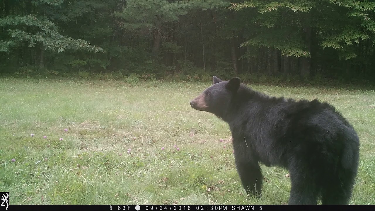 3 Legged bear Central New Hampshire (daytime) - YouTube