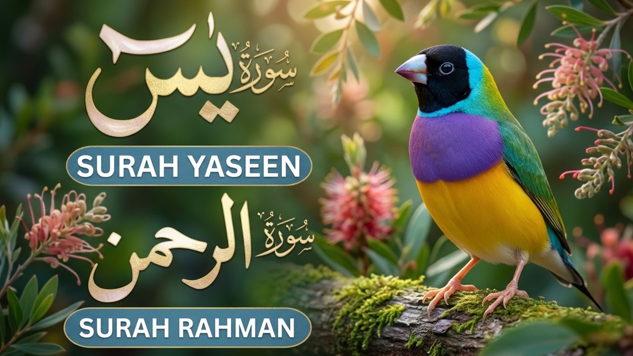 The Quran TV Live Stream - YouTube