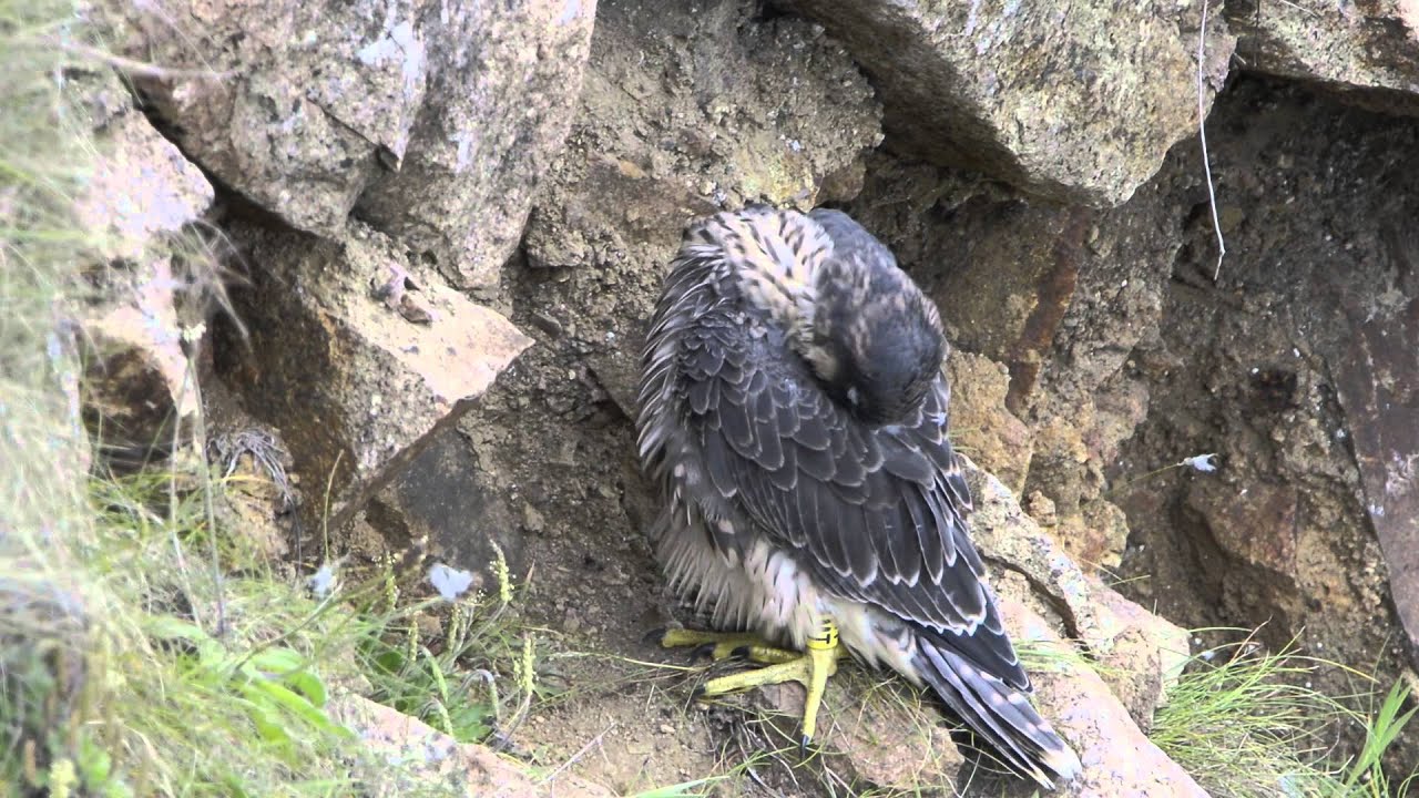 Juvenile peregrine falcon preening - YouTube