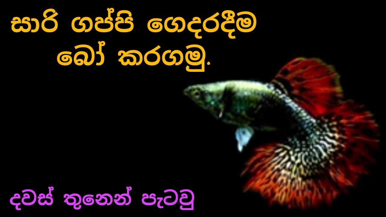 How to breed Guppy fish in home.Sinhala/ FHD/ How to make polythene ...