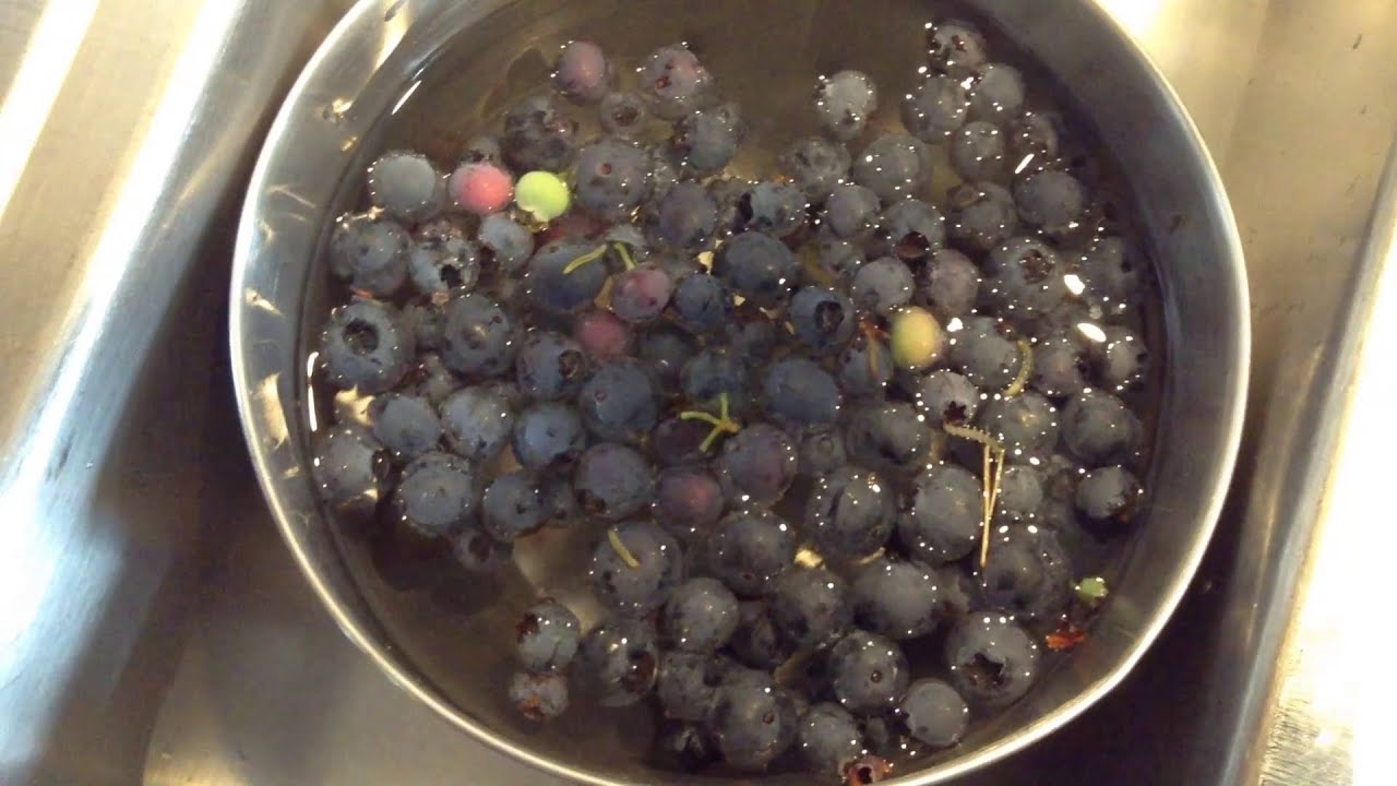 Blueberry worm dance AGAIN - YouTube
