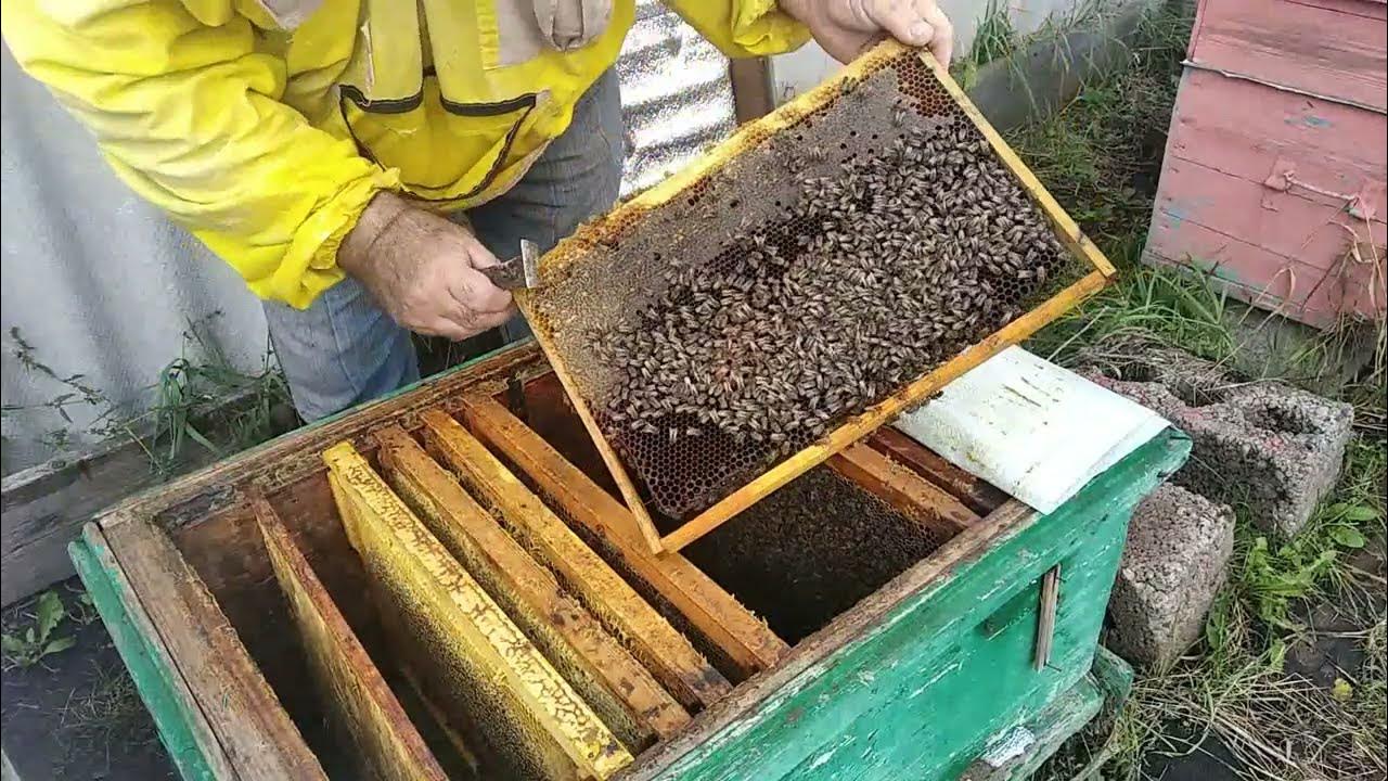 Результат!!! 2-ая обработка!!!Сублиматор щавелевой кислоты газовый ...