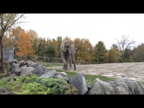 Elephant walking in slow motion - YouTube