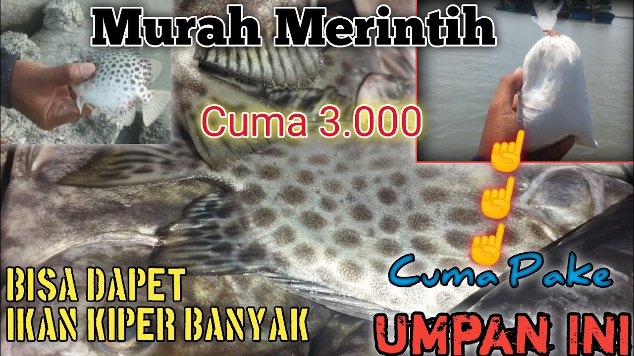 Mancing Ikan Kiper /Ketang-Ketang Dapat Banyak!! Cuma Pake Tepung ...