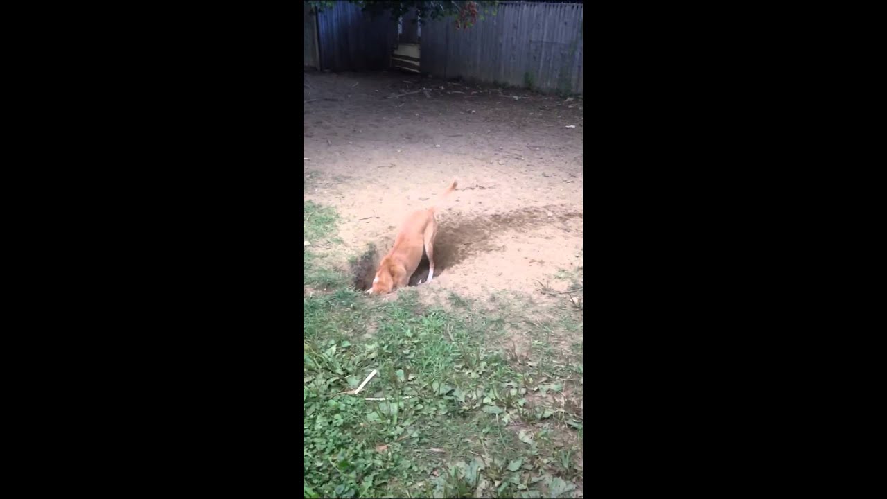 Super deep hole dug by dogs - YouTube