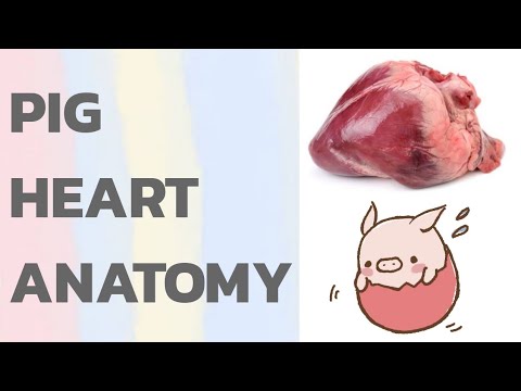 PIG HEART ANATOMY - YouTube