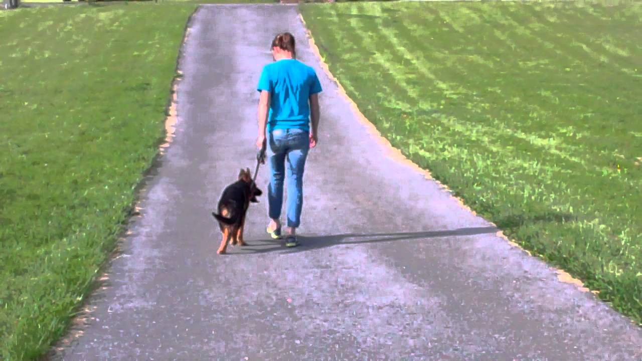 Nitro leash - YouTube
