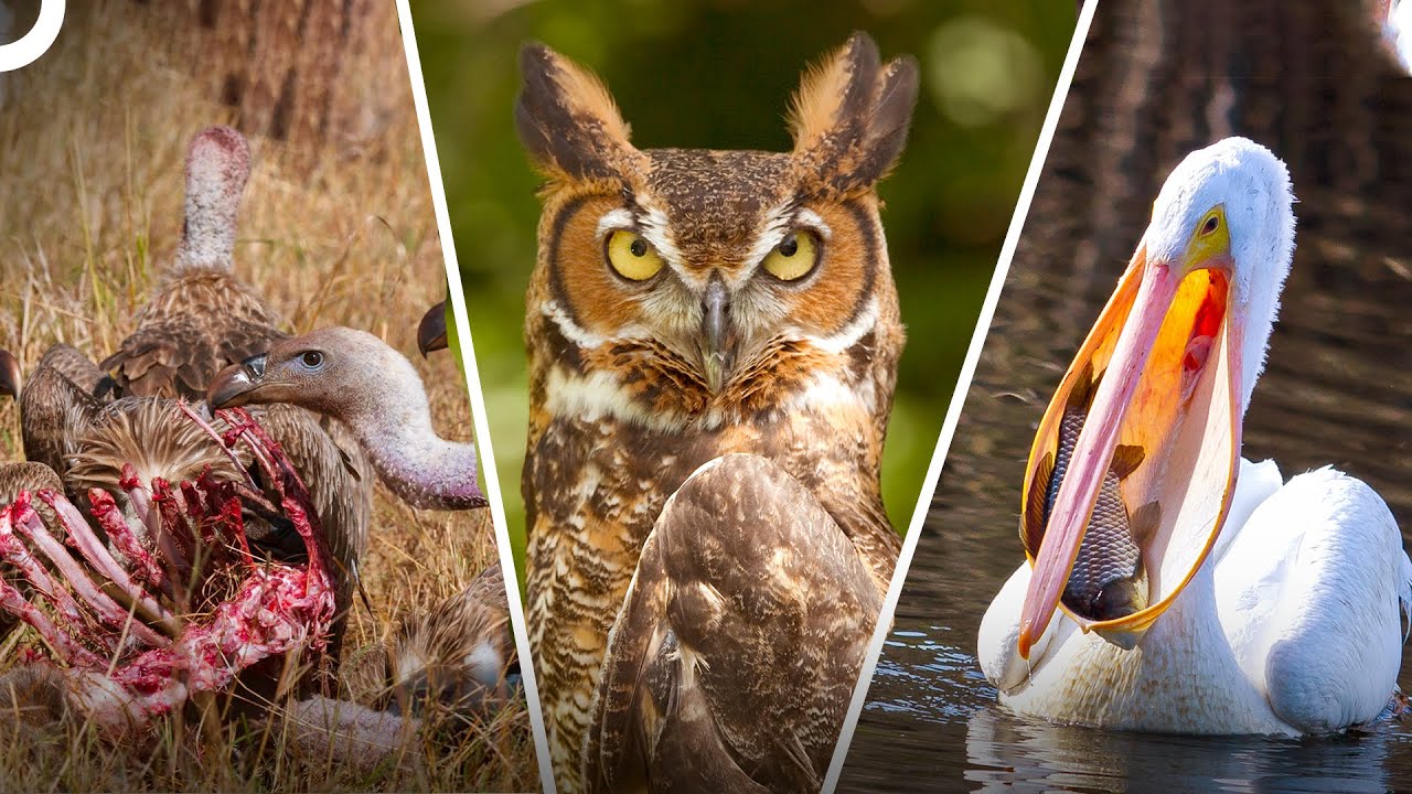 Sky Kings: The Power and Grace of Raptors. | Untamed Creatures - YouTube