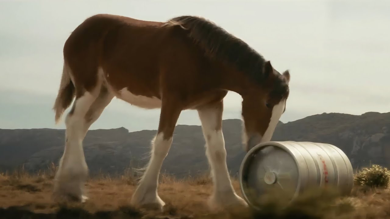 First Delivery | Budweiser - YouTube