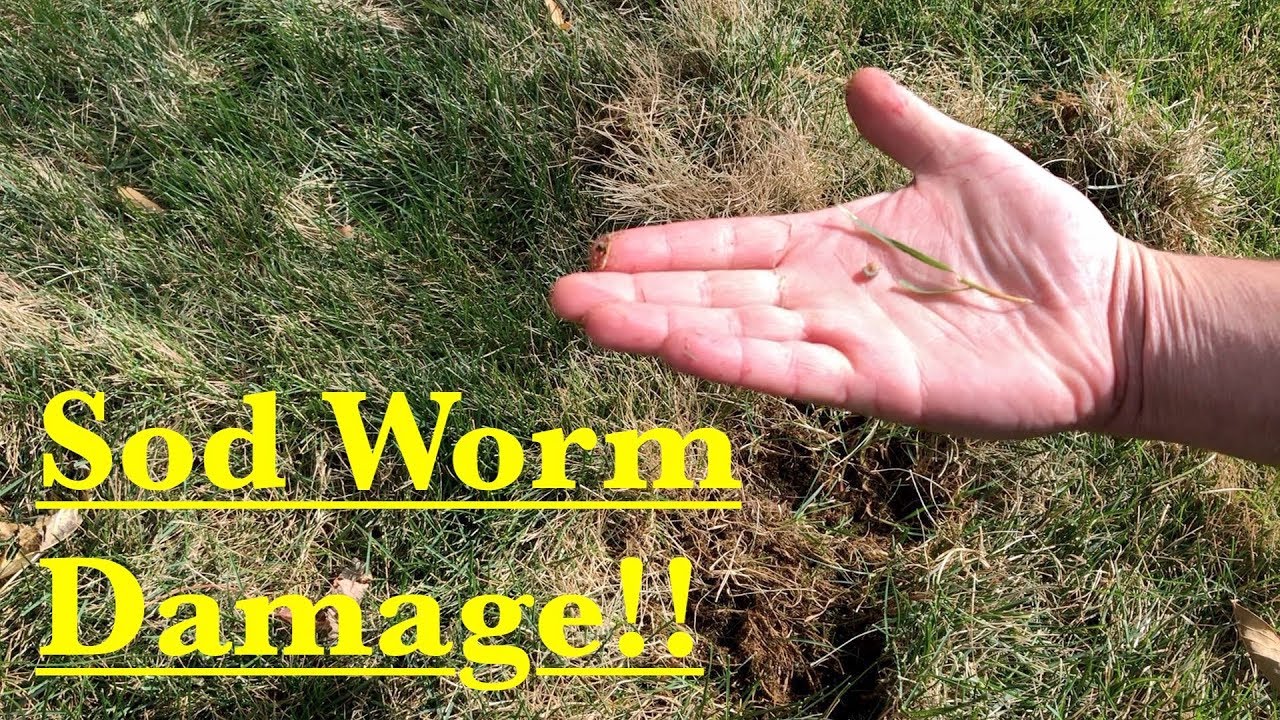 Major Sod Worm Damage! - How to Recover Without Pesticides - YouTube