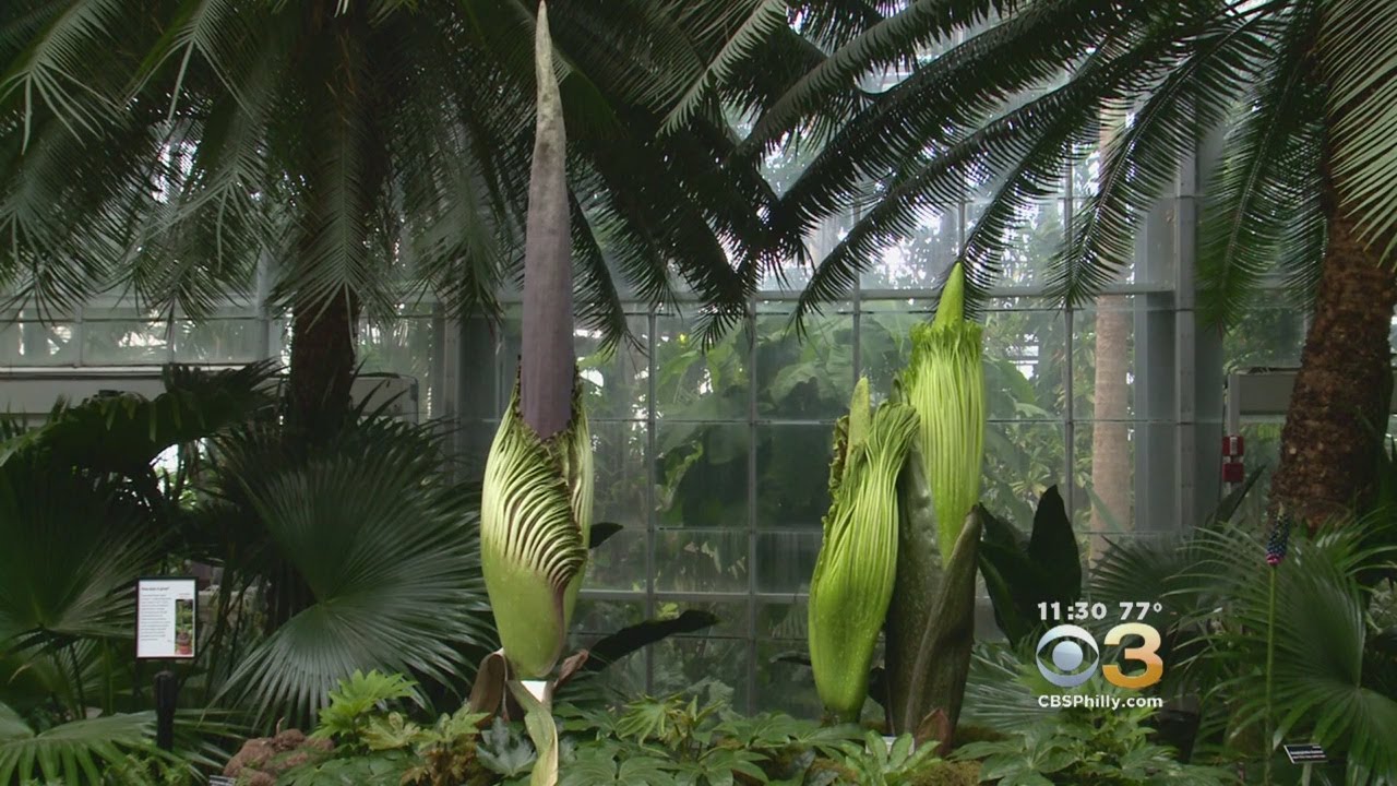 Corpse Flower Blooms In Washington DC - YouTube