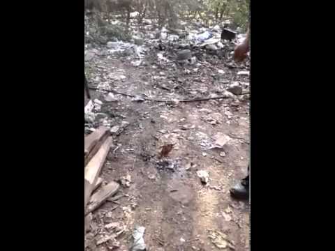 ratón asado - YouTube