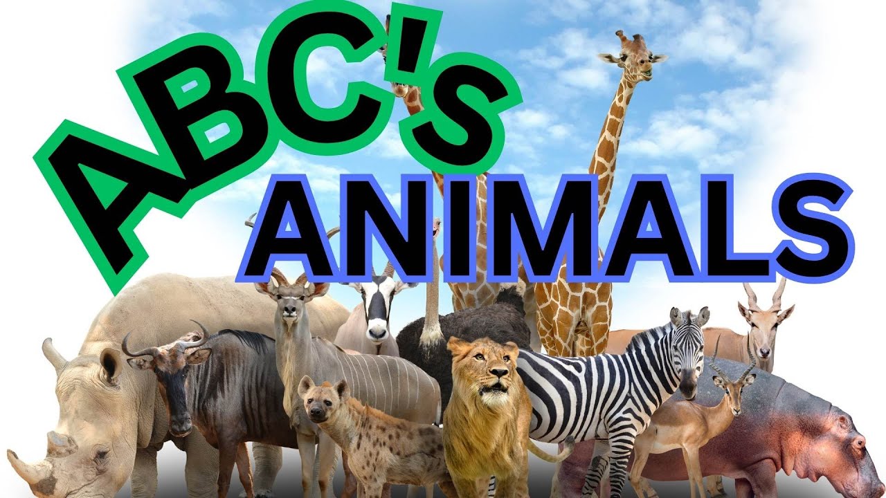 ABC's Song with Real Animals - YouTube