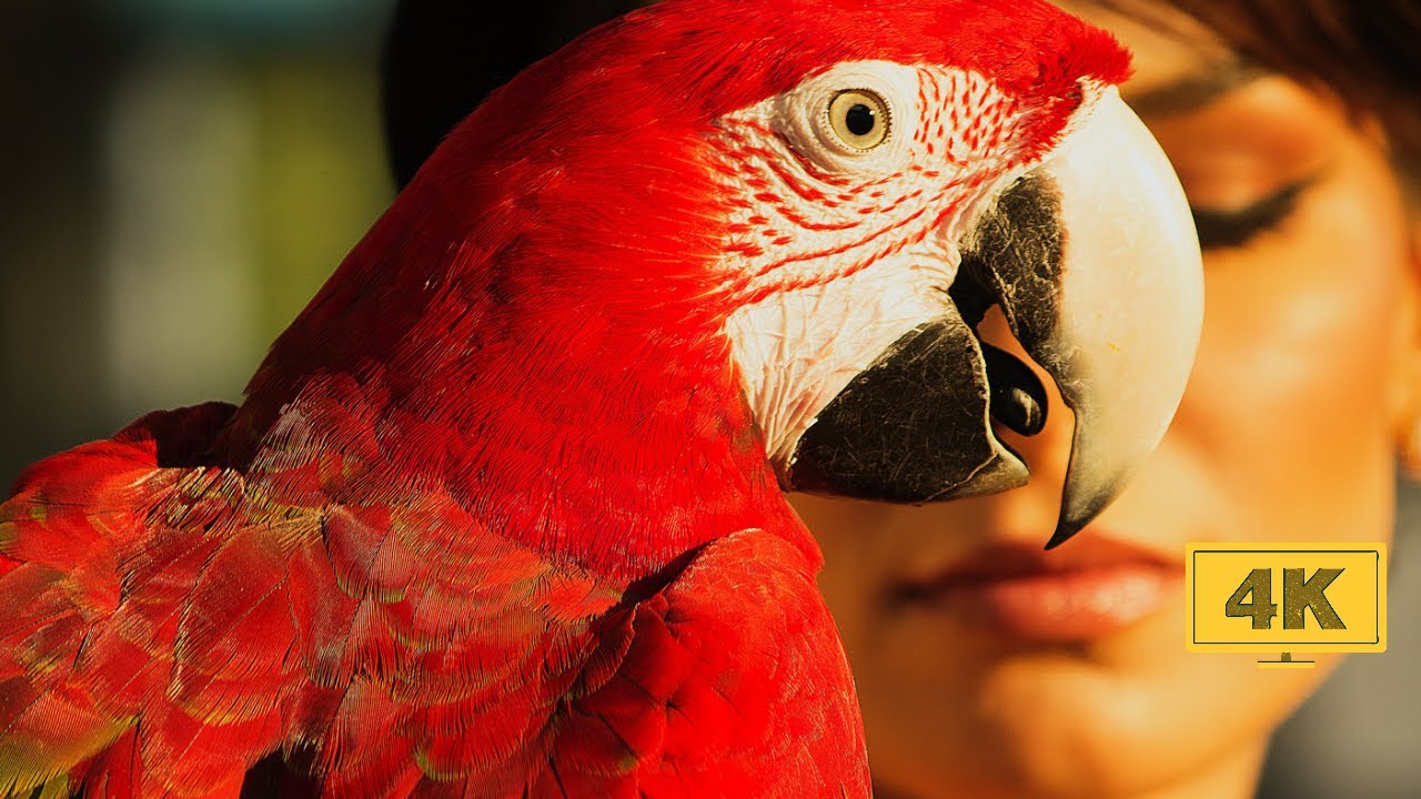 "The Parrot's Enigma: Captivating Colors and Infinite Capabilities in ...