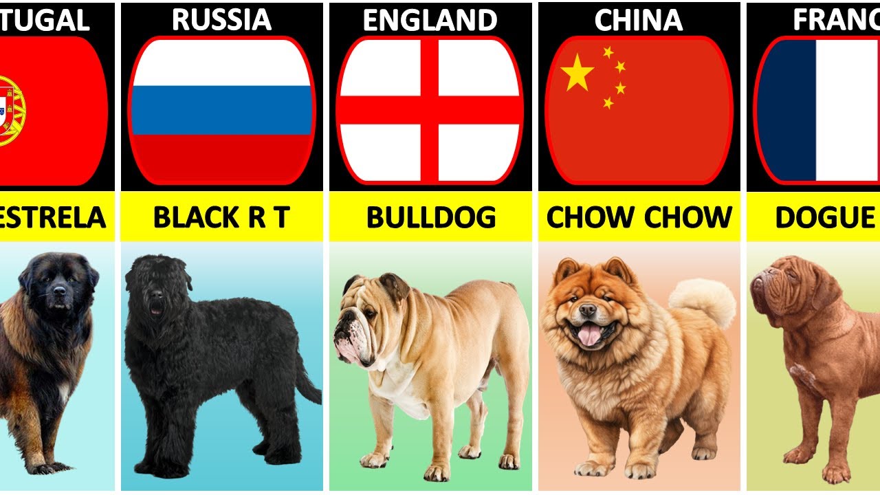 Dog Breeds From Different Countries - YouTube