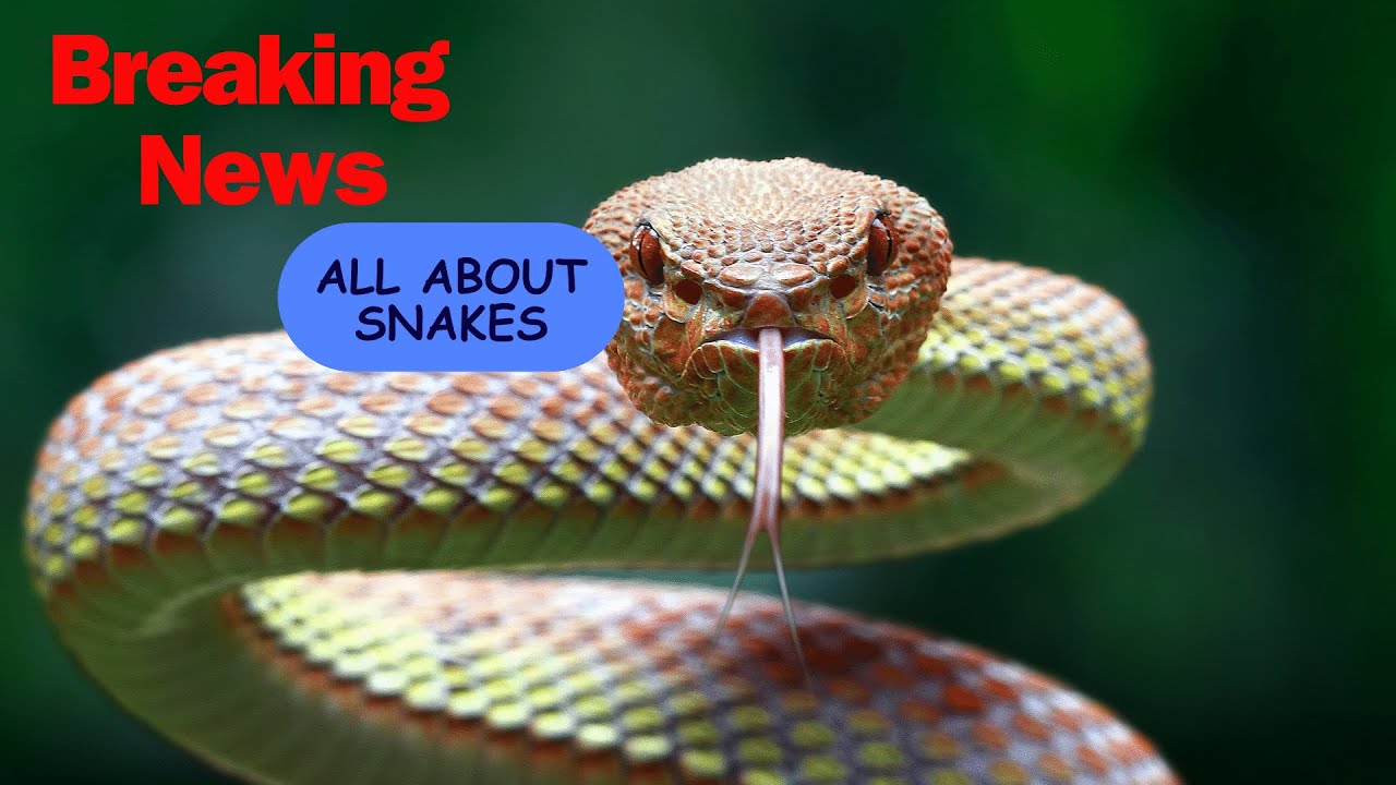All About Snakes for Kids I Reptiles - YouTube