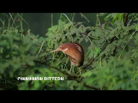 Cinnamon Bittern