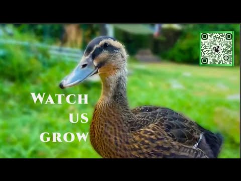 Watch Us Grow - YouTube