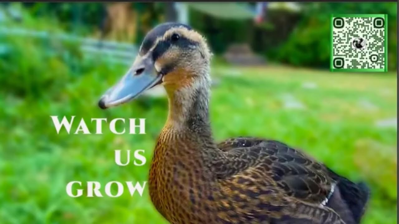 Watch Us Grow - YouTube