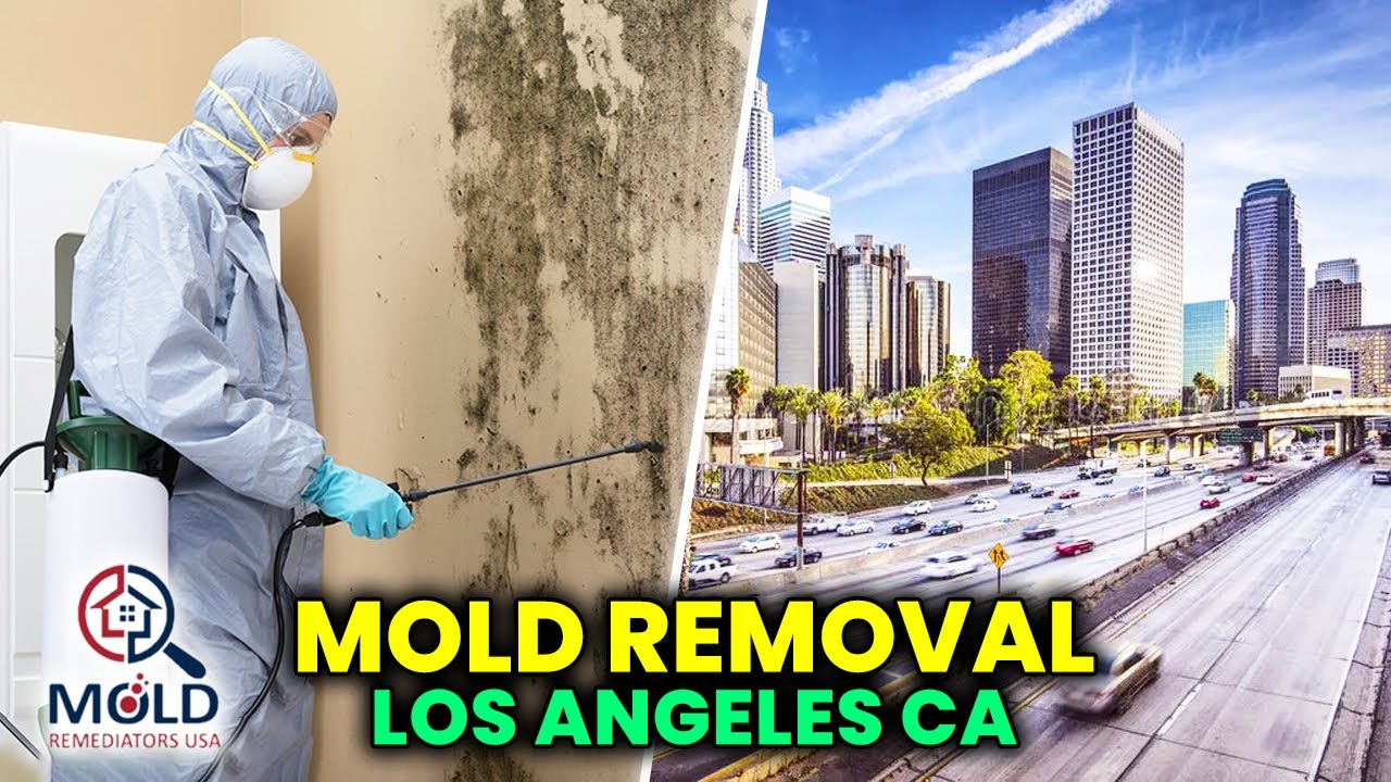 Best 24 HR Mold Removal & Mold Remediation Company Near Los Angeles CA ...