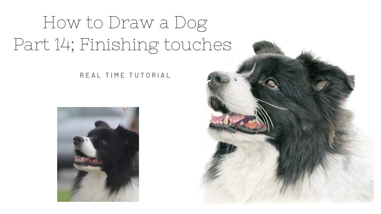 How to Draw a Realistic Dog in Colour Pencils | Real Time Tutorial ...
