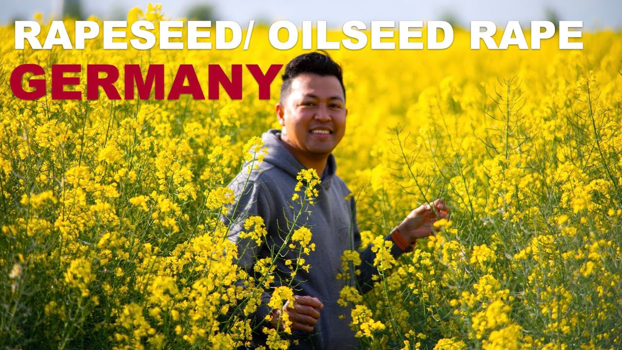 TRAVEL VLOG: AMAZING RAPESEED PLANTATION/ OILSEED RAPE FARM | ROITZSCH ...