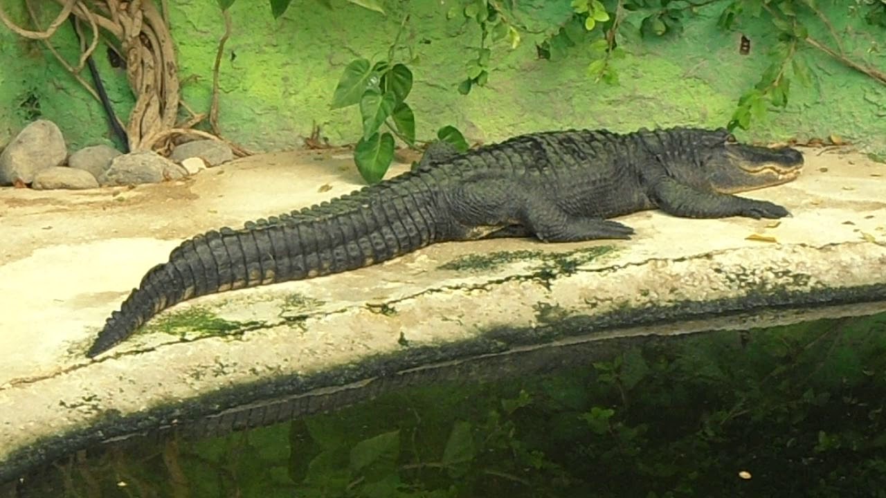 Aligator americano: Alligator mississippiensis (www.riomoros.com) - YouTube