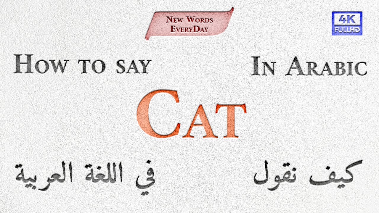 How to say Cat in Arabic? - YouTube