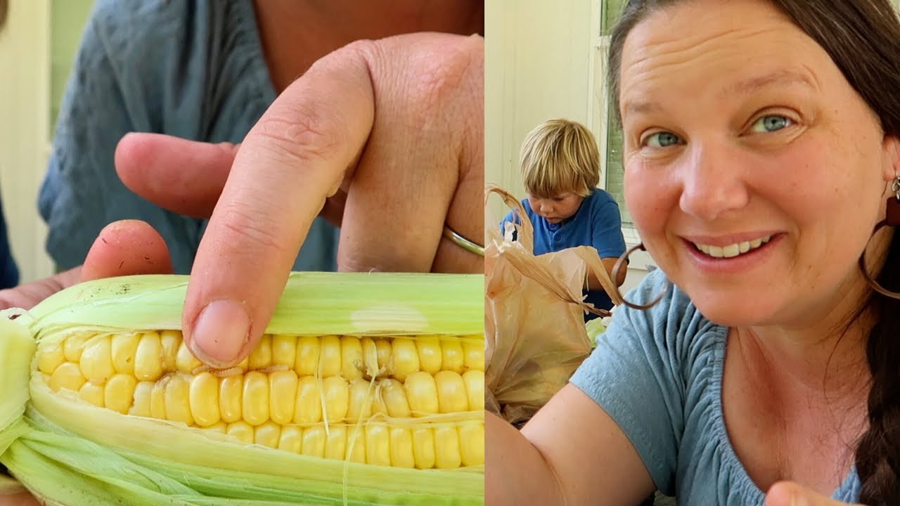 Our FIRST Sweet Corn Harvest in our Suburban Garden! - Never Seen this ...