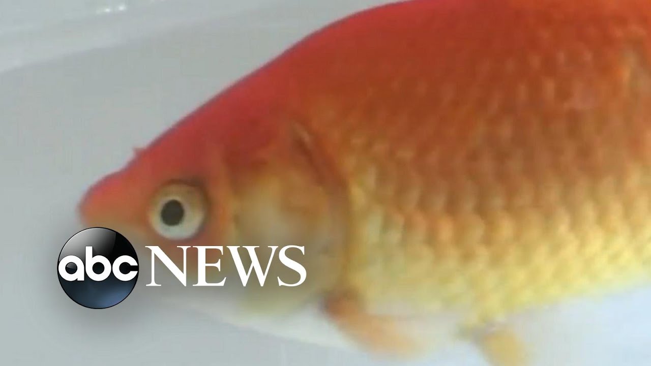 Researchers train goldfish to drive - YouTube