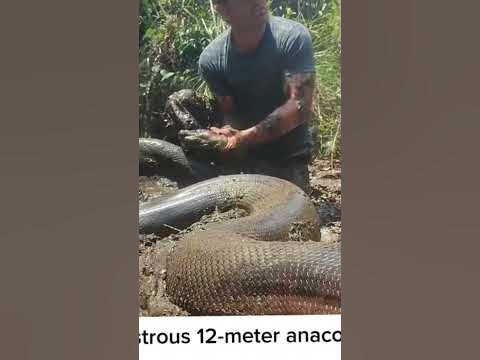 "10 Biggest Snakes Ever Captured" - YouTube